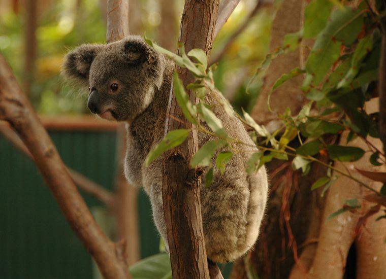 07: Koala ｜ 31：動物ランド（Animal Land)