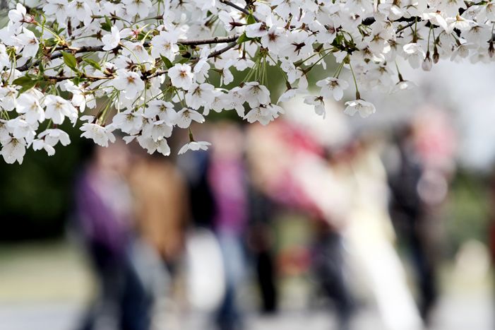 61: Japan’s Annual Traditions ｜ 24：日本の紹介（Introduction of Japan）