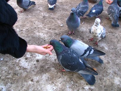 34: Why Do Pigeons Bob Their Heads While Walking ｜ 30：物語3（Stories3）