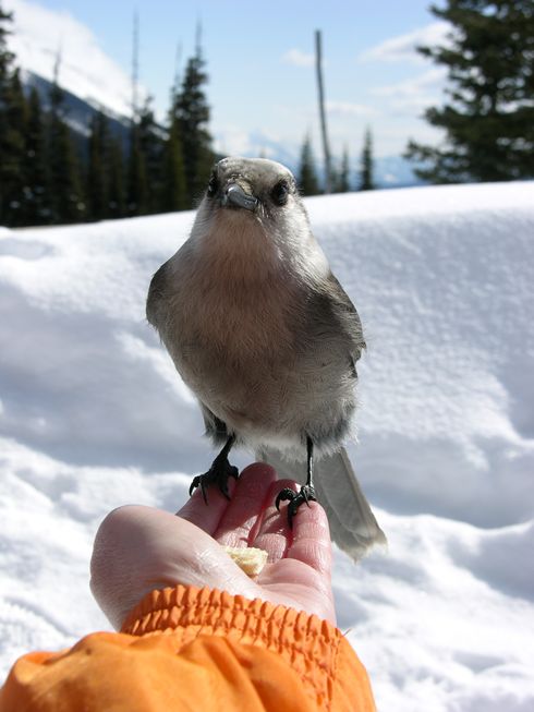 84: Temperature and Birds Chirping ｜ 30：物語3（Stories3）